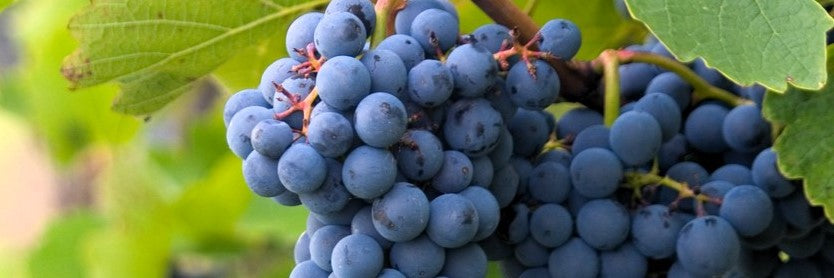 Duras wine grape — Winesbio