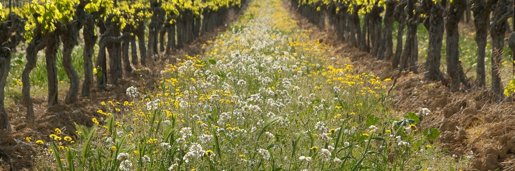 ECO: Biodynamic Wine biodyvin demeter winesbio — Winesbio