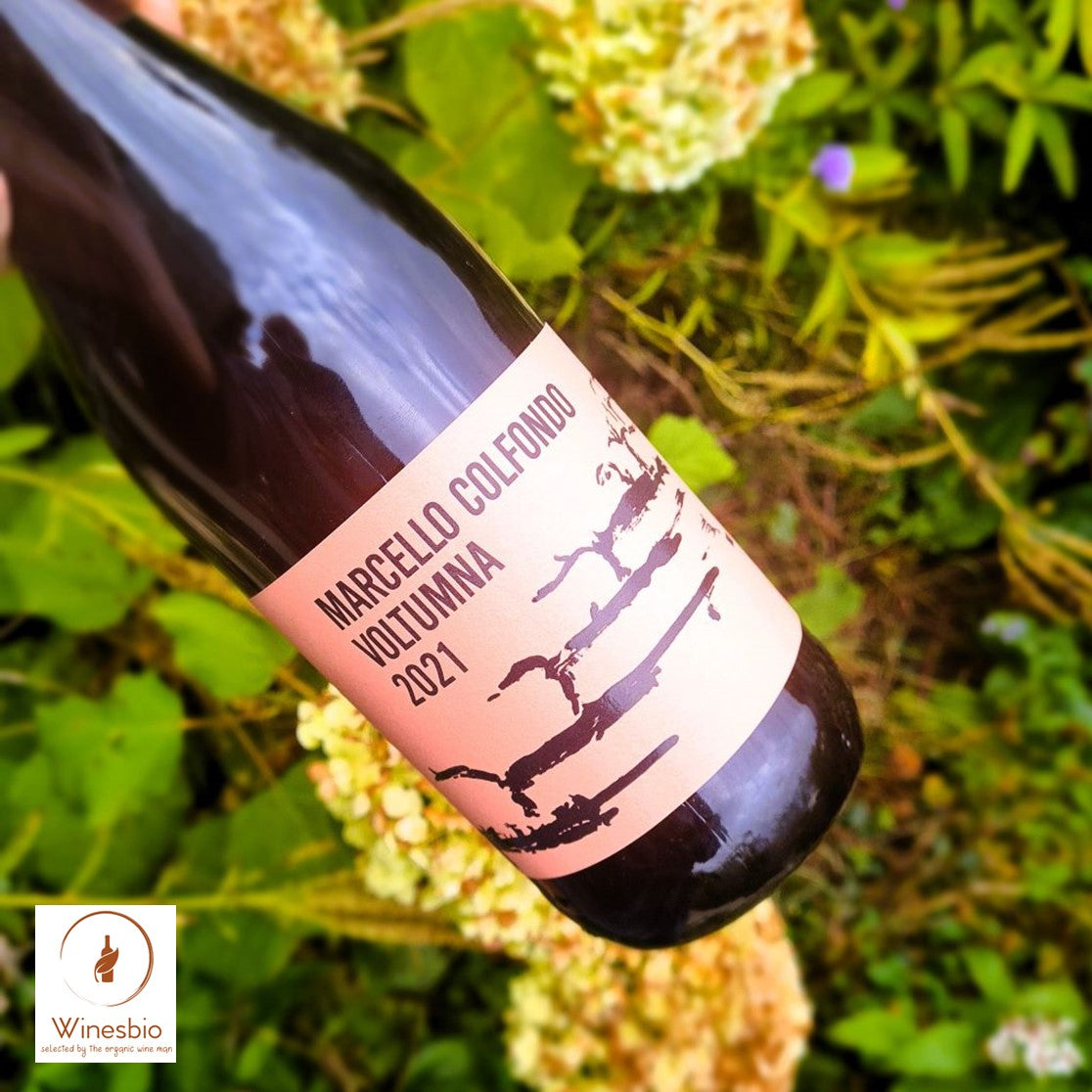 Voltumna Marcello Colfondo 2021 Toscana frizzante — Winesbio
